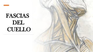 ANATOMIA DE CUELLO OTORRINOLARINGOLOGIA Y CIRUGIA DE CABEZA Y CUELLO | PPTX