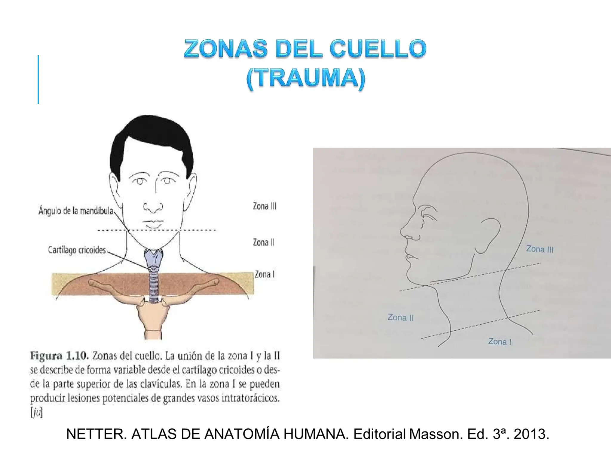 anatomia quirurgica de cuello Generalidades | PPTX