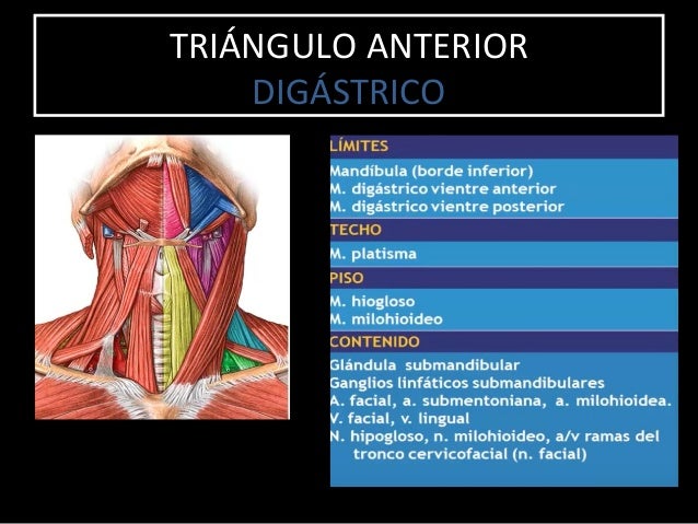 ANATOMIA DEL CUELLO EN TC