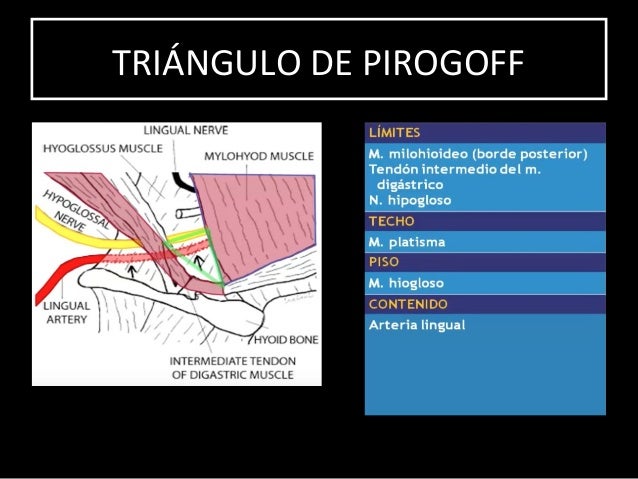 ANATOMIA DEL CUELLO EN TC