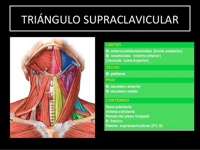 Omoclavicularsubclavian Triangle Borders Contents