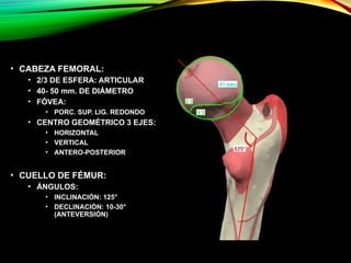 GENERALIDADES DE ANATOMIA DE CADERA Y PELVIS.pptx