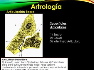 GENERALIDADES DE ANATOMIA DE CADERA Y PELVIS.pptx