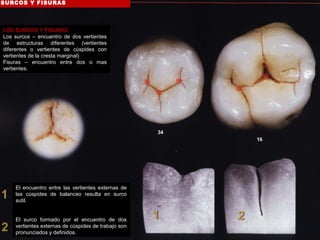Anatomia de dentes permanentes | PPT