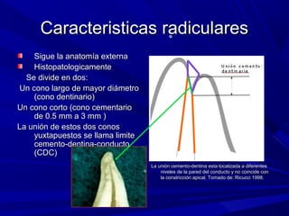 Anatomia De Dientes Anteriores 31 | PPT