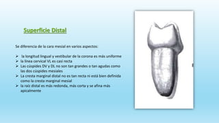 Anatomia de dientes inferiores deciduos | PPTX