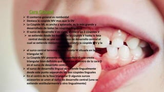 Anatomia de dientes inferiores deciduos | PPTX