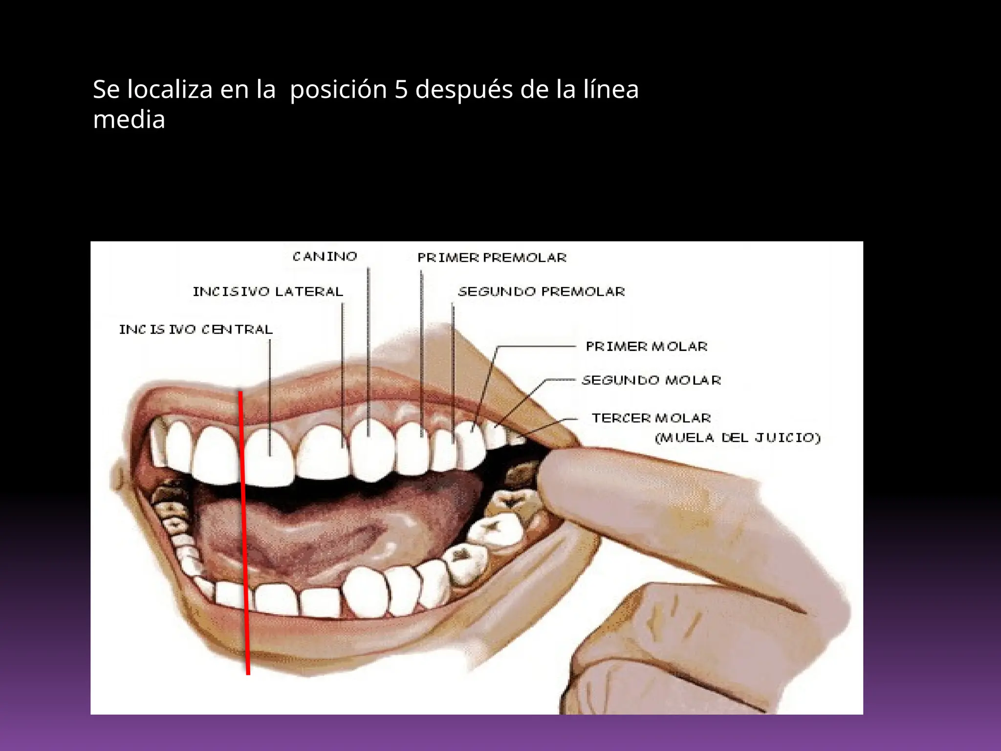 ANATOMIA DE DIENTES POSTERIORES SUPERIORES.pptx