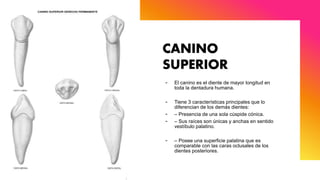 Anatomia de dientes superiores y inferiores anteriores | PPTX
