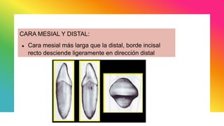 Anatomia de dientes superiores y inferiores anteriores | PPTX