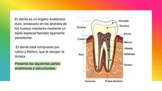 Anatomía Dientes Anteriores – Tipos De Dientes Que Existen – OIDK