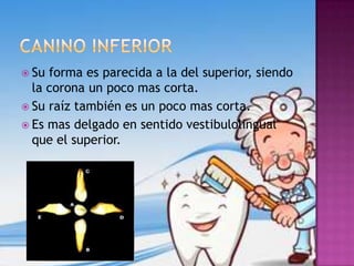 Anatomia de dientes temporales | PPTX