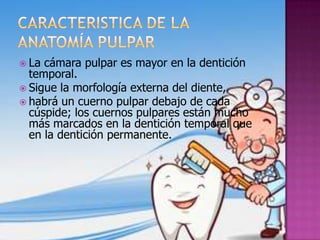 Anatomia de dientes temporales | PPTX