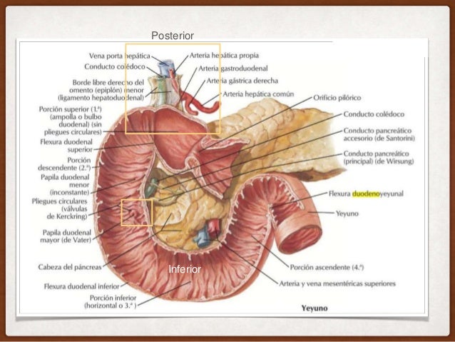 Anatomia de duodeno