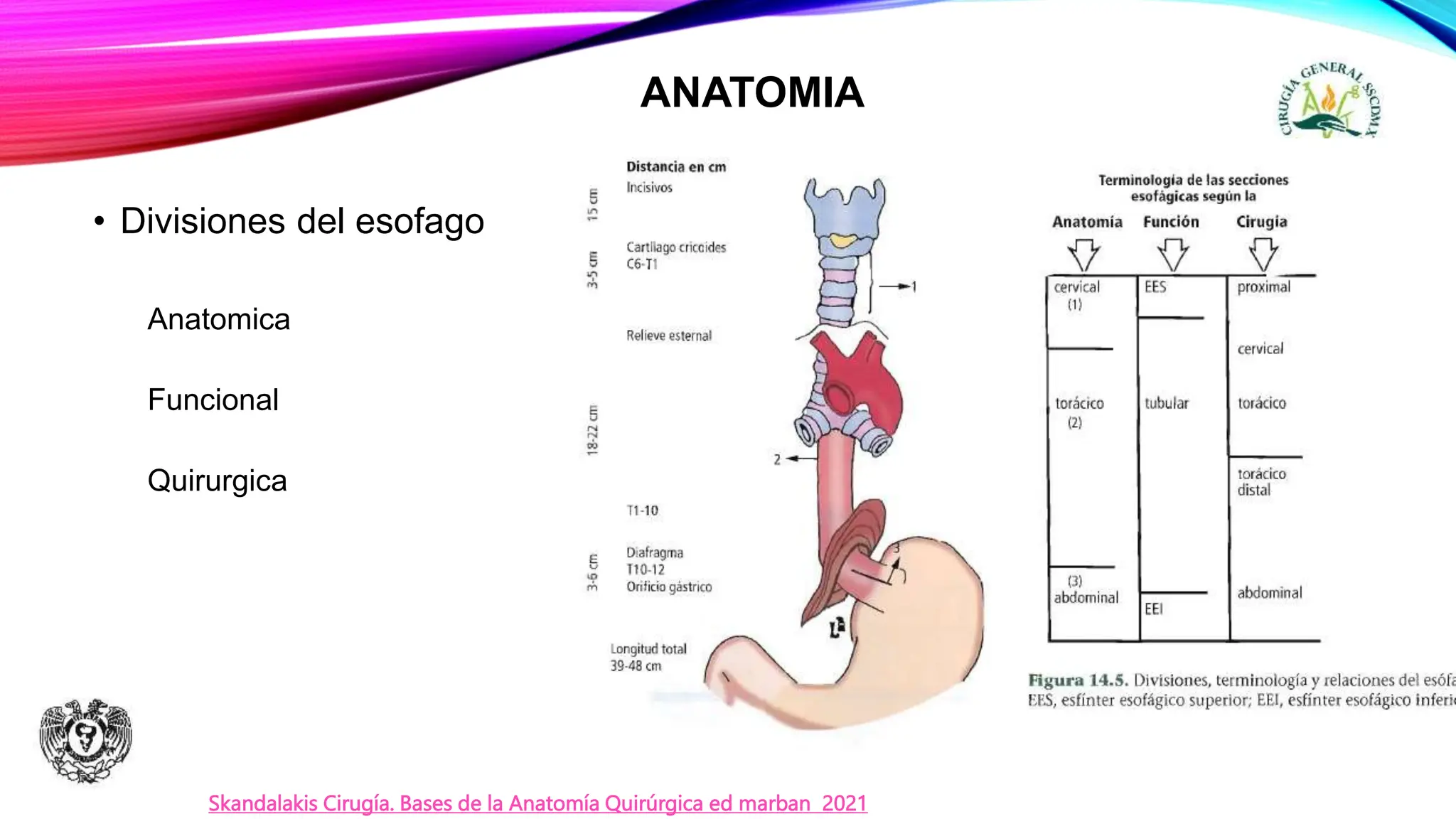 ANATOMIA DE ESOFAGO CHINGONA.pptx endoscopica anatomia clasica | PPT