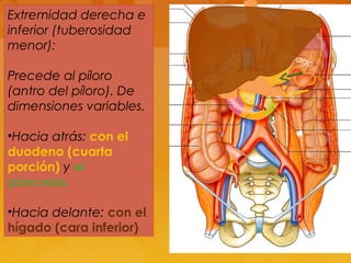Anatomia de estomago | PPT