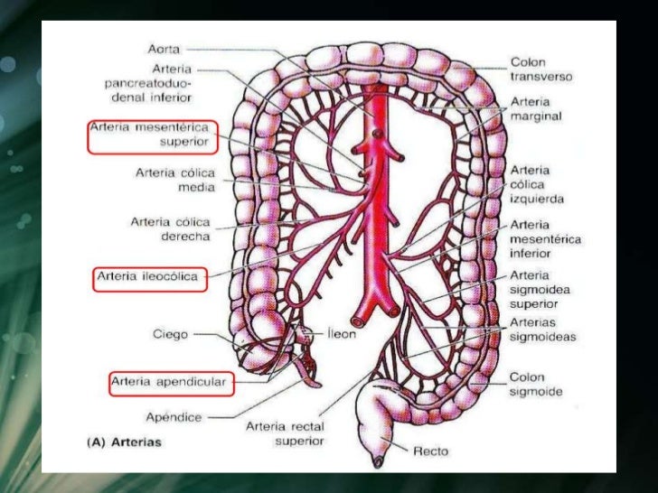 Anatomia de estomago e intestinos