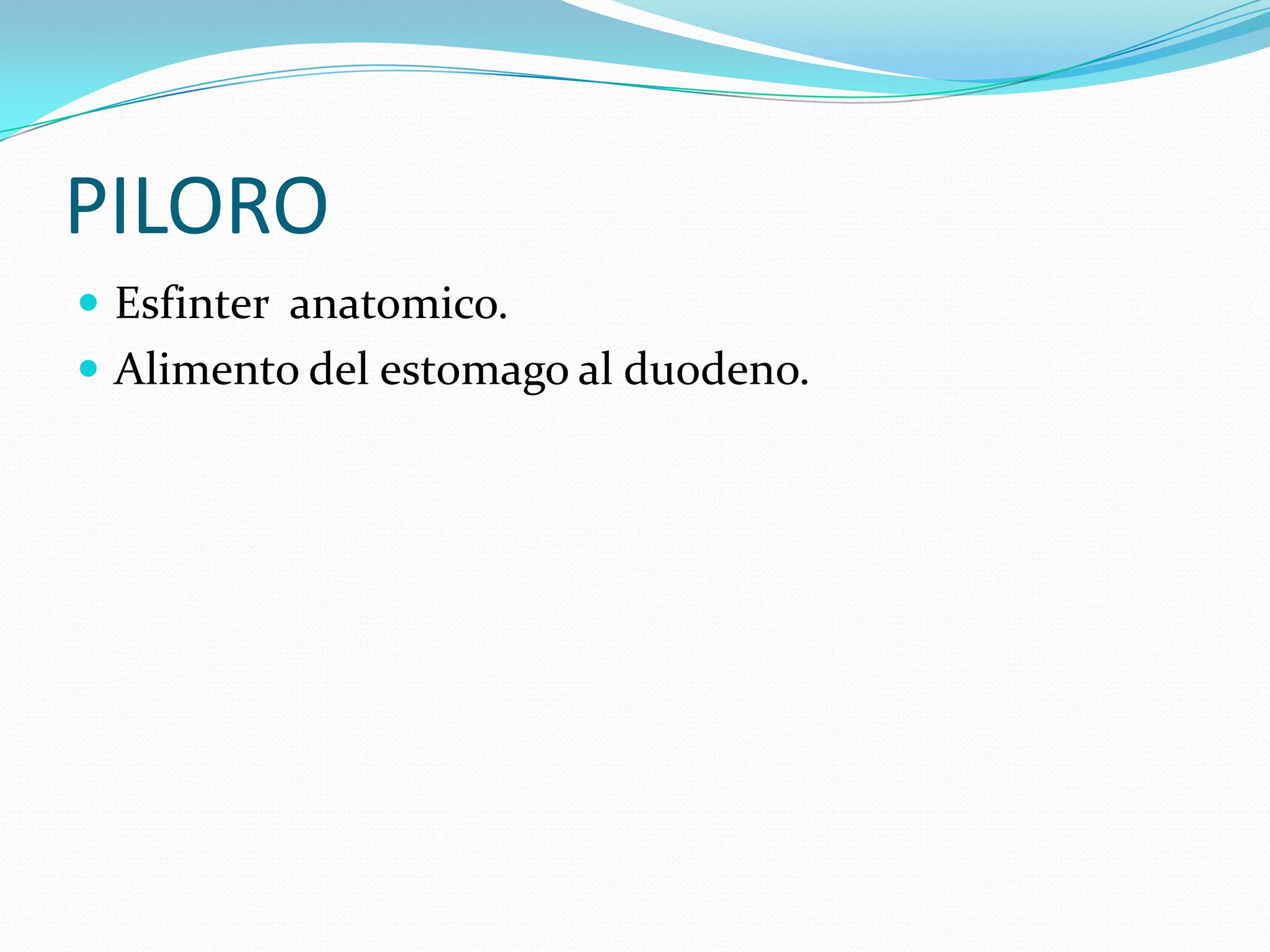 Anatomia de estomago y duodeno | PPTX