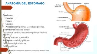 Anatomia de estomago y duodeno SIN NOMBRES.pptx