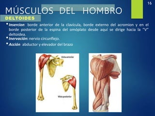 anatomia de extremidades.pptx