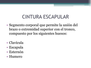 ANATOMIA DE EXTREMIDAD SUPERIOR.pptx
