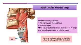 ANATOMIA DE FARINGE - ESTRUCTURAS Y CARACTERISTICAS | PDF
