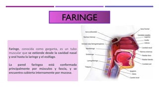 ANATOMIA DE FARINGE - ESTRUCTURAS Y CARACTERISTICAS | PDF