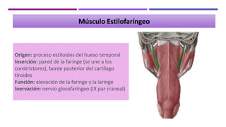 ANATOMIA DE FARINGE - ESTRUCTURAS Y CARACTERISTICAS | PDF