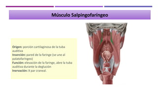 ANATOMIA DE FARINGE - ESTRUCTURAS Y CARACTERISTICAS | PDF