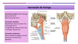 ANATOMIA DE FARINGE - ESTRUCTURAS Y CARACTERISTICAS | PDF