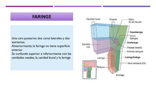ANATOMIA DE FARINGE - ESTRUCTURAS Y CARACTERISTICAS | PDF