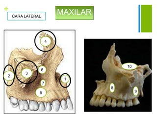 Modificaciones de la anatomia maxilar y mandibular por perdida de ...