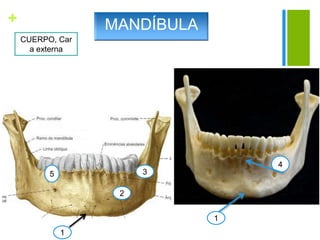 Modificaciones de la anatomia maxilar y mandibular por perdida de ...