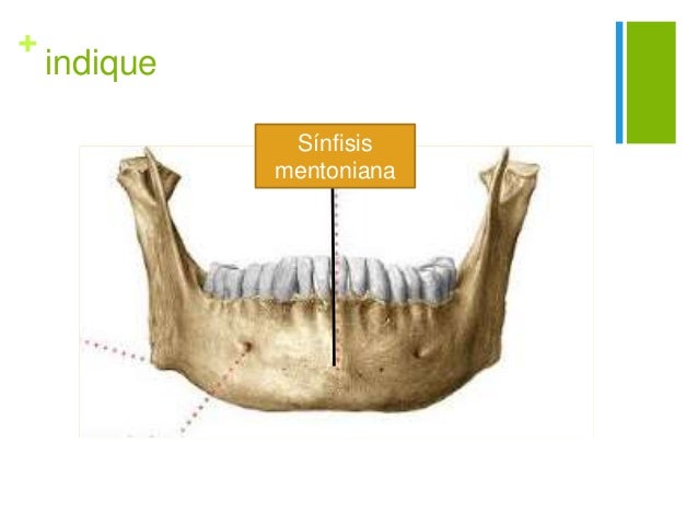 Modificaciones de la anatomia maxilar y mandibular por perdida de pie…