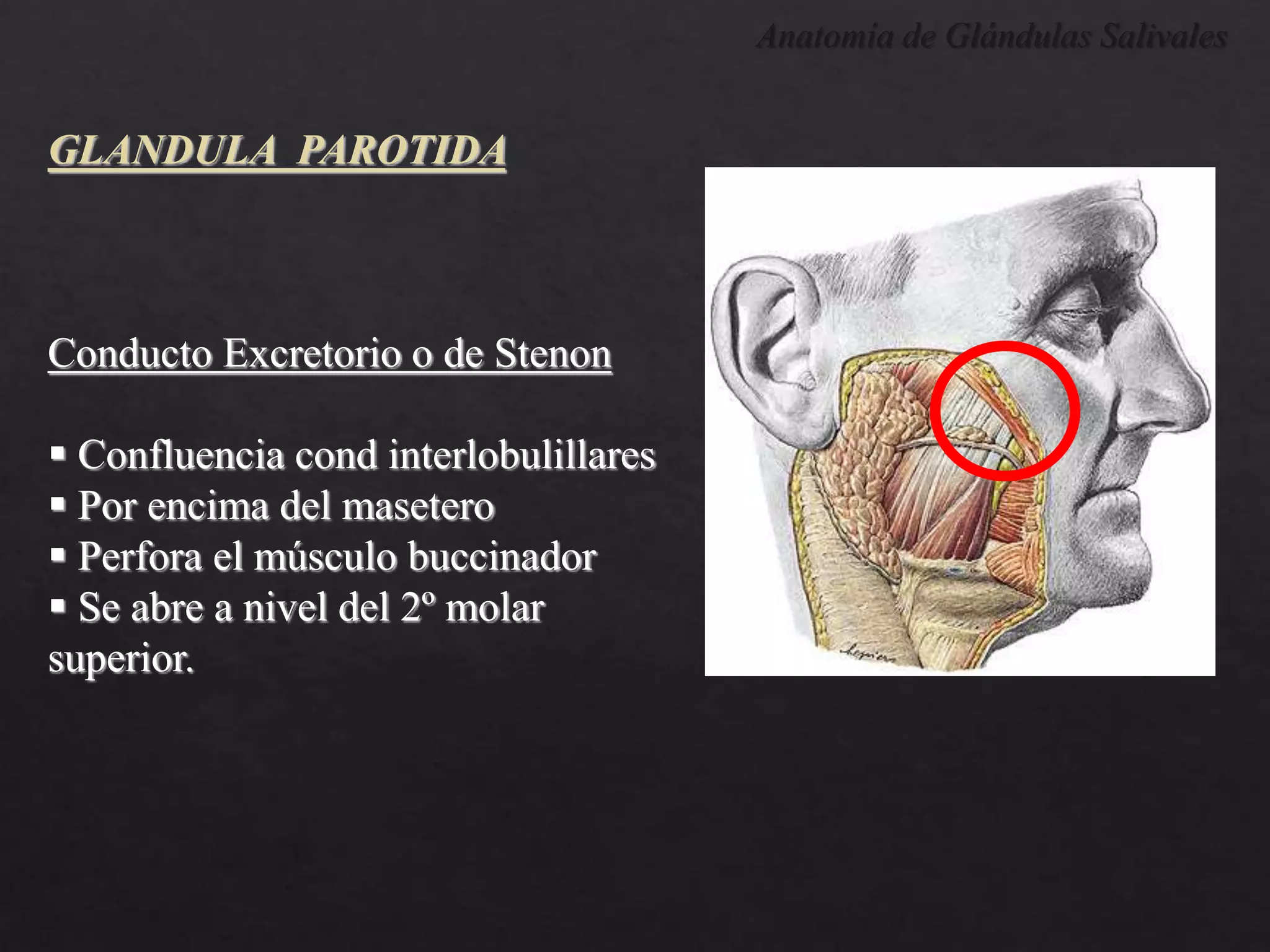 Anatomia de glandulas salivales.ppt | Ear, Nose and Throat Conditions ...