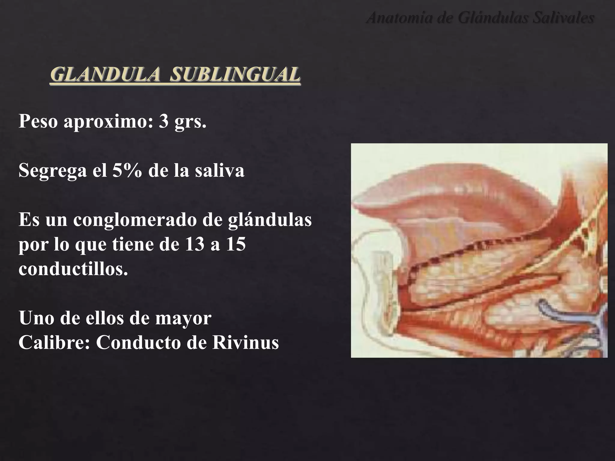 Anatomia de glandulas salivales.ppt | Ear, Nose and Throat Conditions ...
