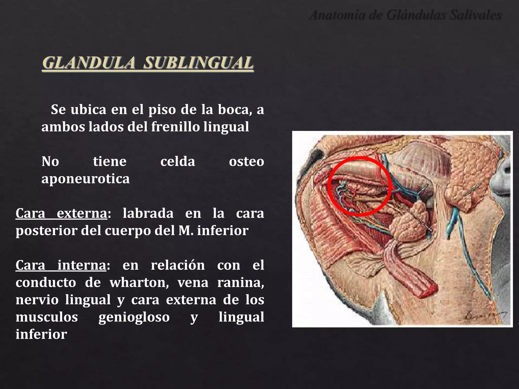 Anatomia de glandulas salivales.ppt | Ear, Nose and Throat Conditions ...