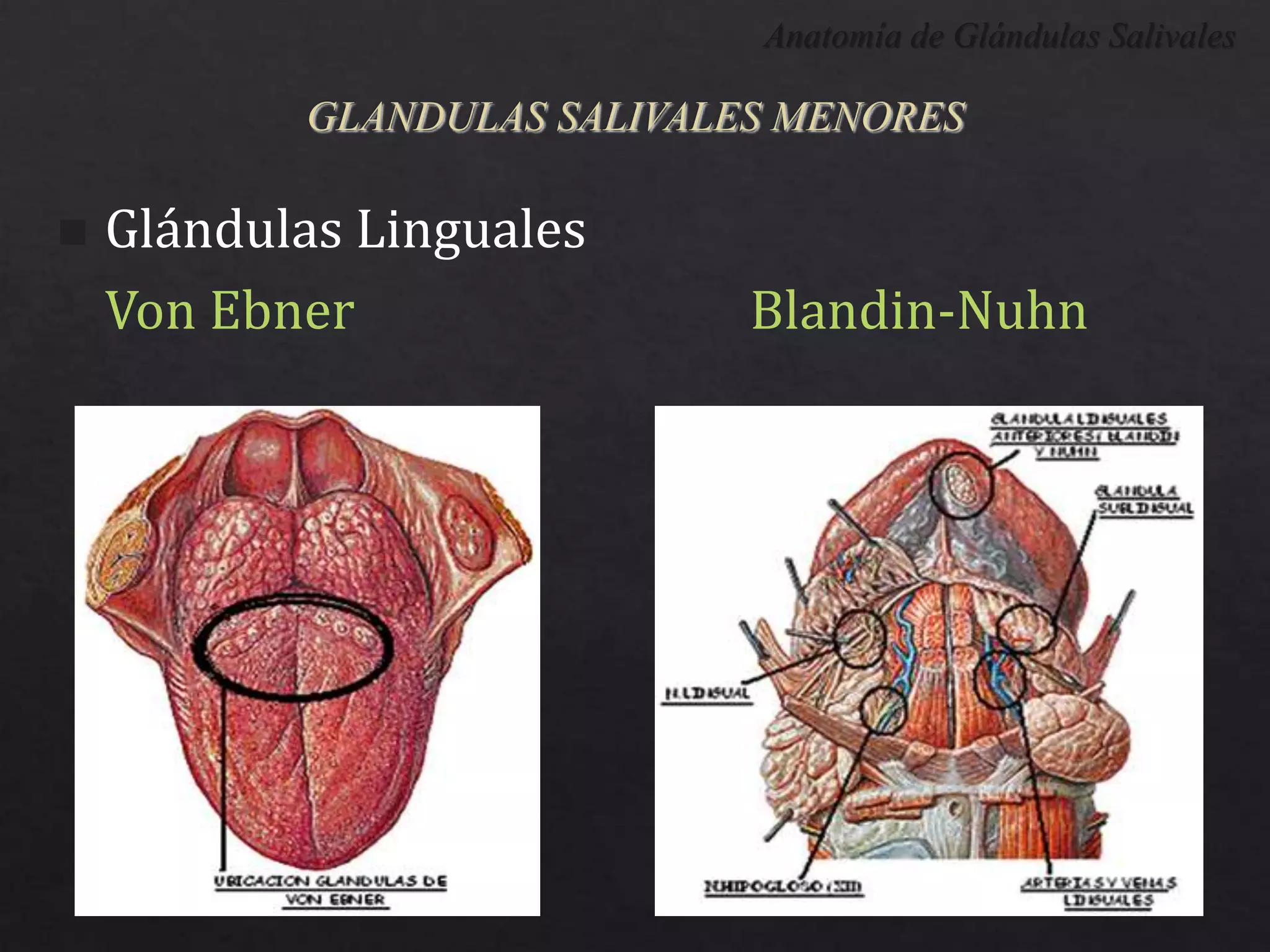 Anatomia de glandulas salivales.ppt | Ear, Nose and Throat Conditions ...