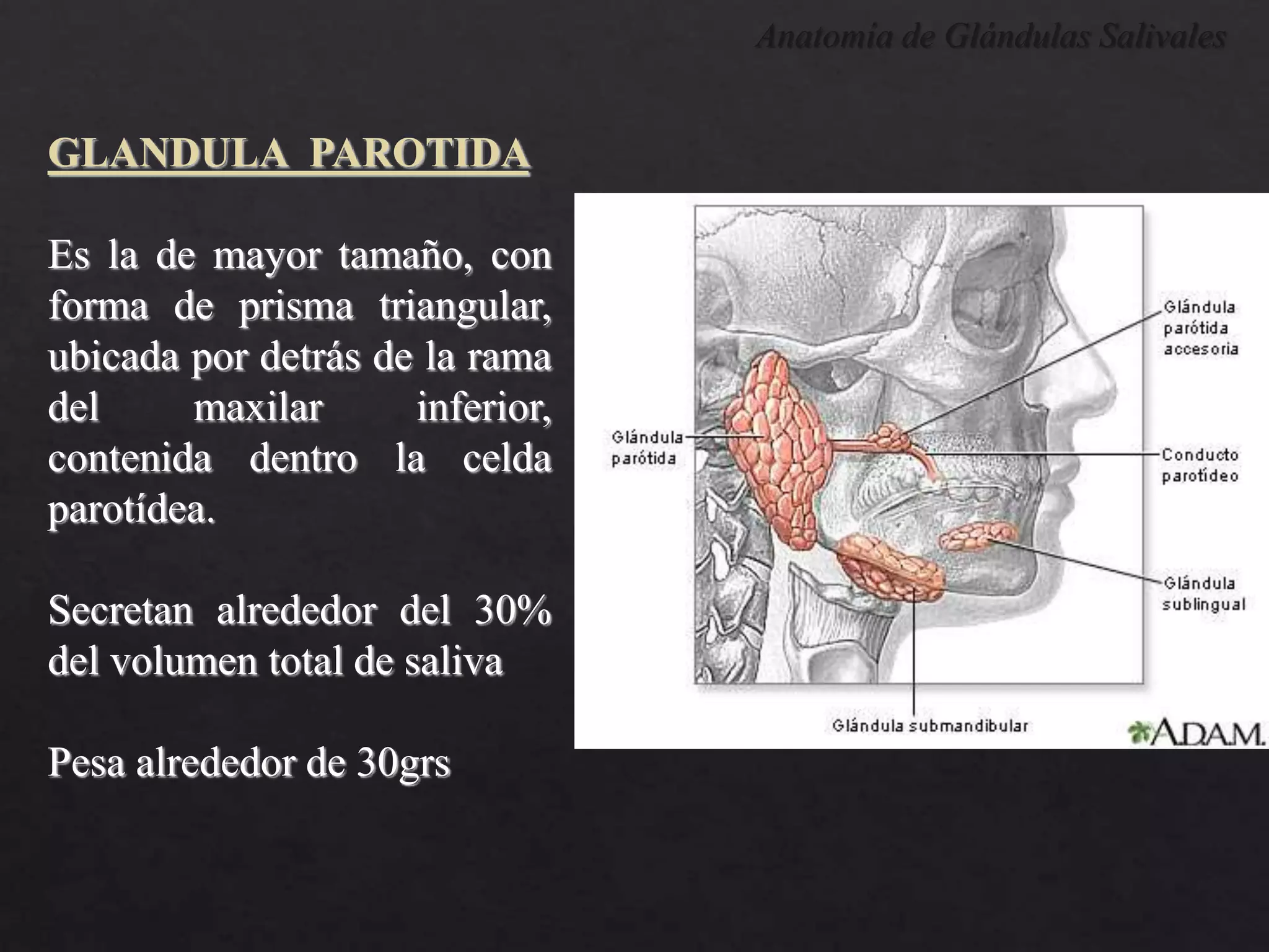 Anatomia de glandulas salivales.ppt | Ear, Nose and Throat Conditions ...