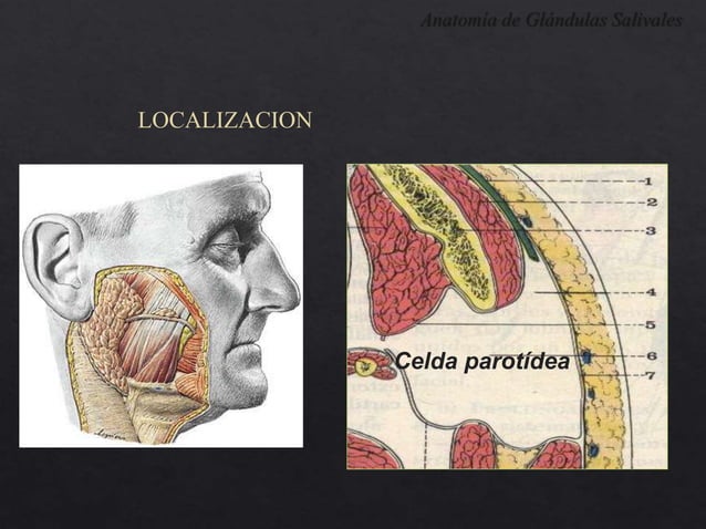 Anatomia de glandulas salivales.ppt | Ear, Nose and Throat Conditions ...