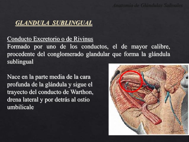 Anatomia de glandulas salivales.ppt | Ear, Nose and Throat Conditions ...