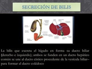 Anatomia de higado ,vesicula biliar y pancreas | PPTX