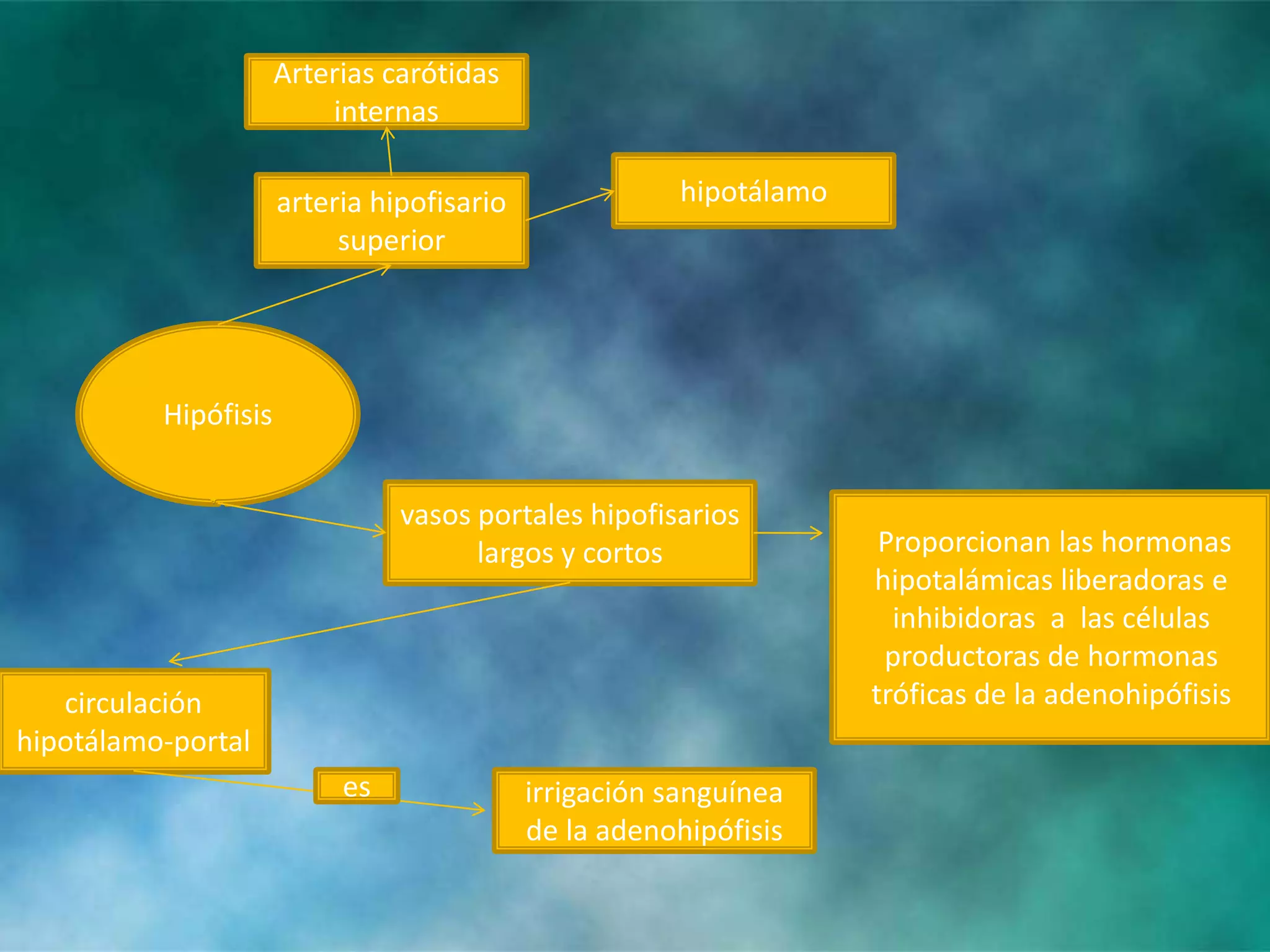 Anatomia de hipotalamo hipofisis | PPTX