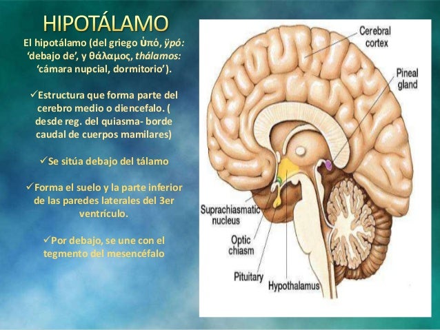 Lamina Terminal Do Hipotalamo