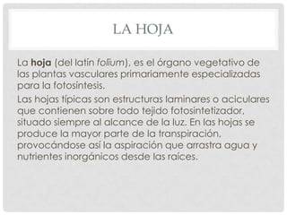 Anatomia de hoja | PPTX
