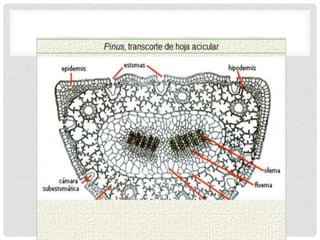 Anatomia de hoja | PPTX