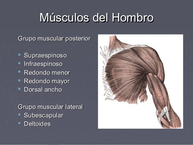 Anatoma Del Hombro