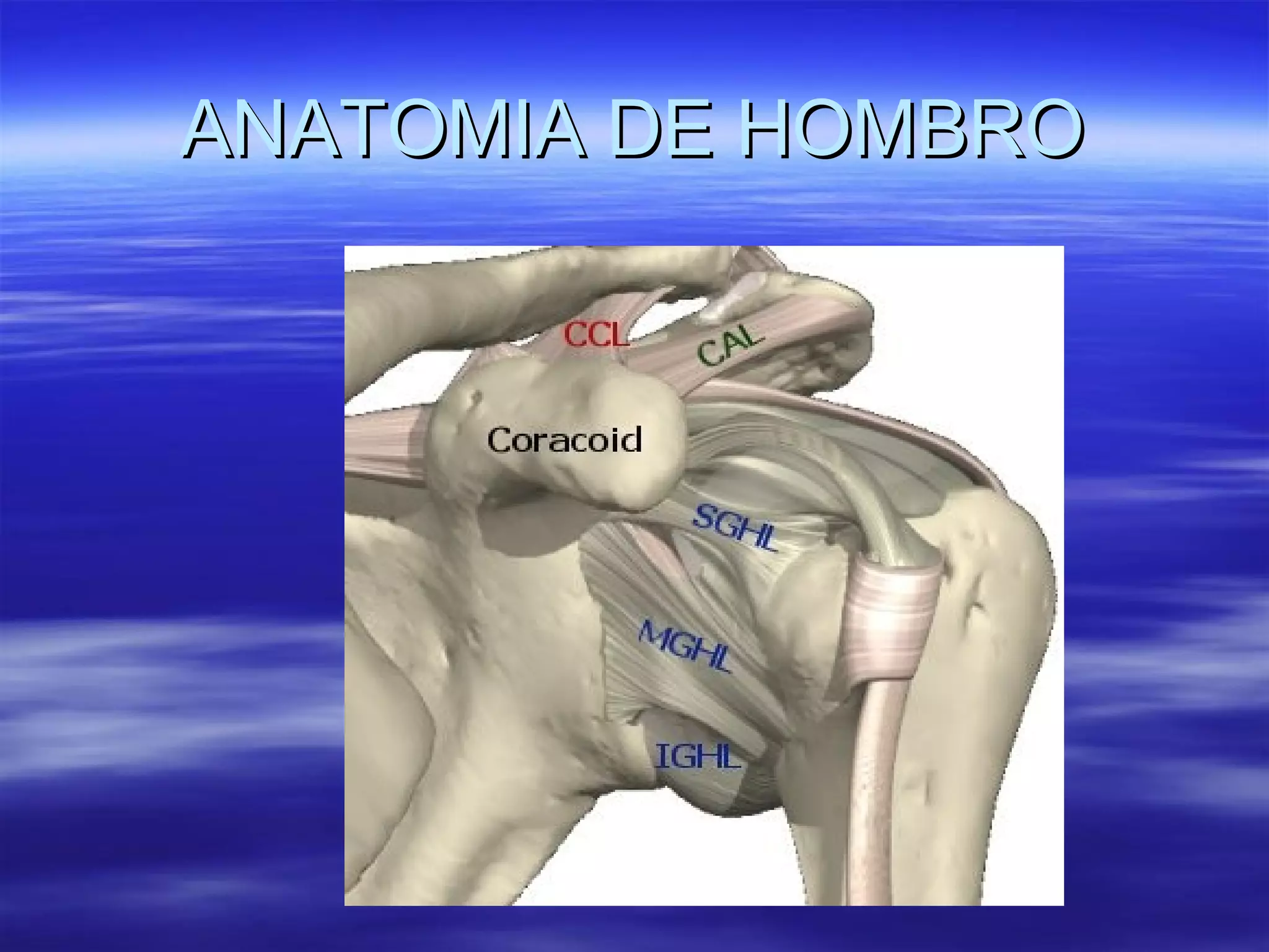 Anatomia de hombro (2) | PPT