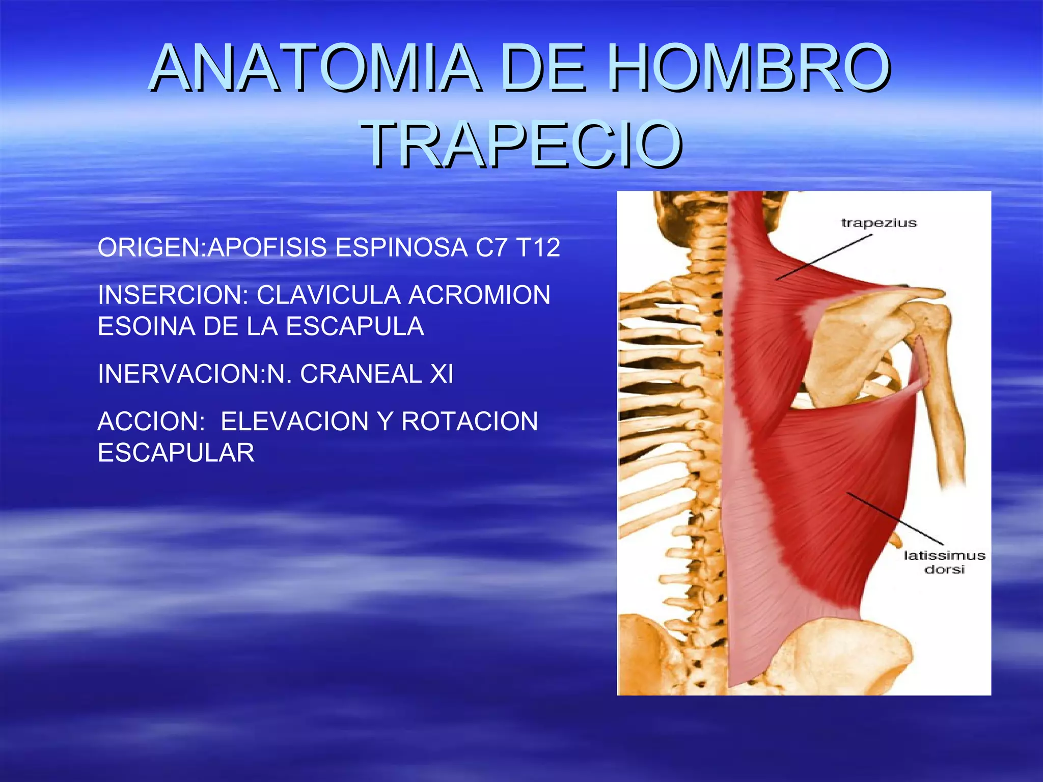Anatomia de hombro (2) | PPT