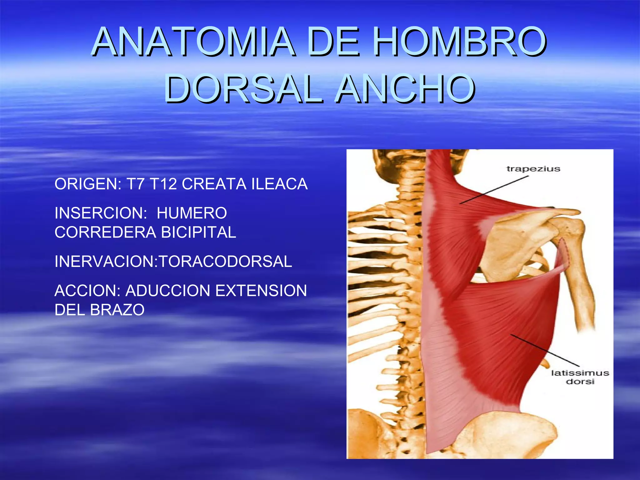 Anatomia de hombro (2) | PPT